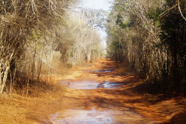 Madagascar reis - Kirindy Forest Reserve