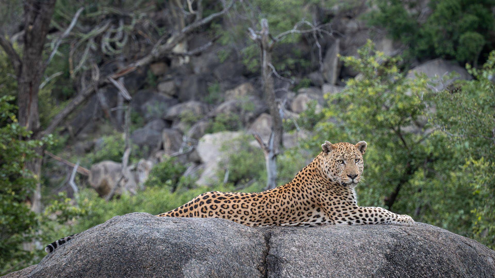 Nyati Safari Lodge » Zuid Afrika » Matoke Tours