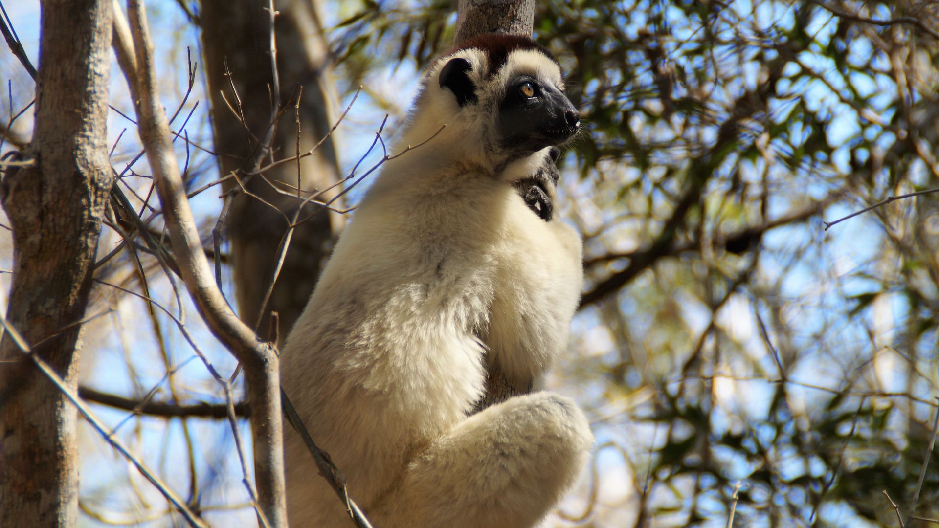 Madagascar reis - Kirindy Forest Reserve