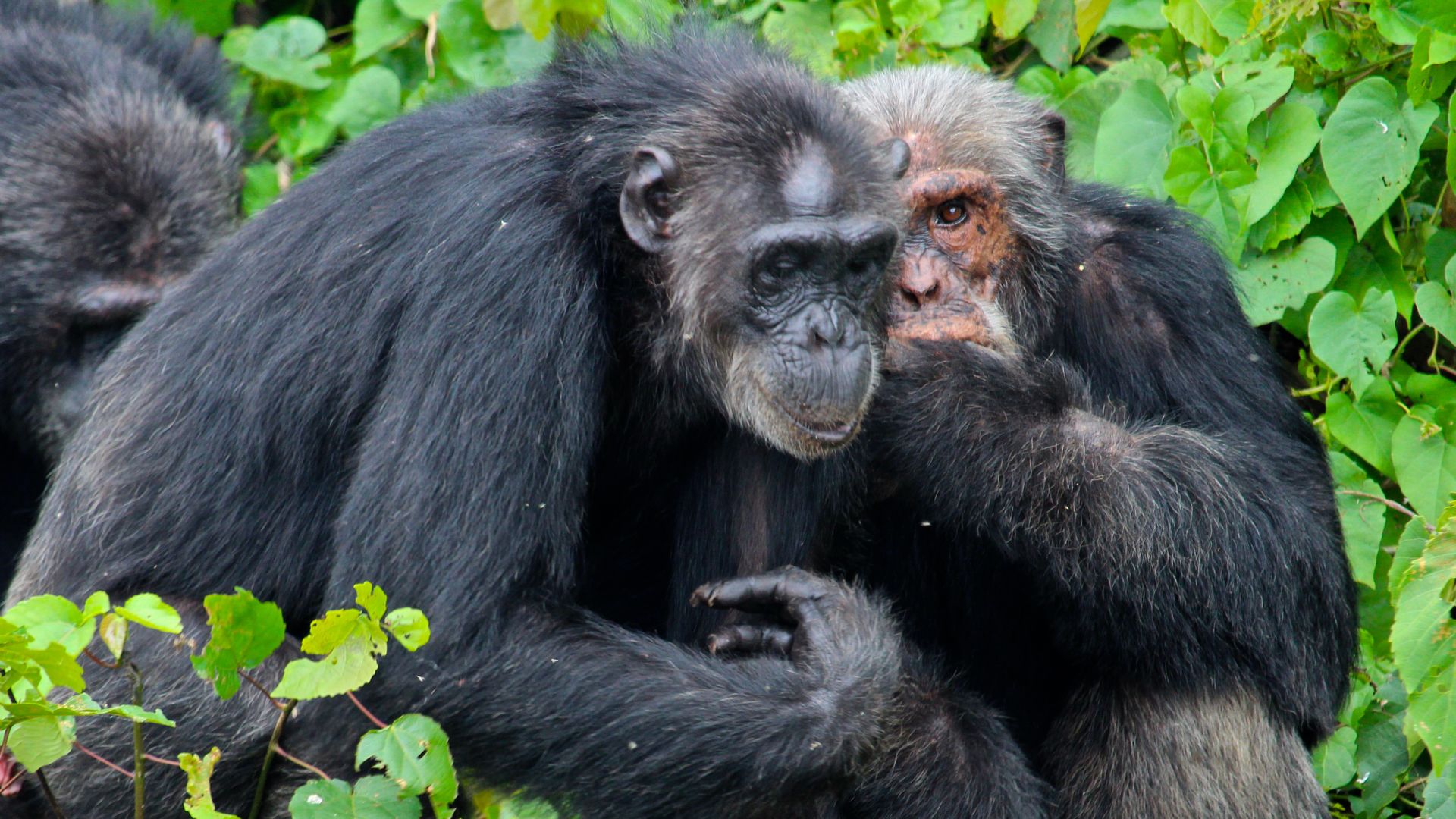 Chimpansees Ngamba Island – Jane Goodall - Matoke Tours