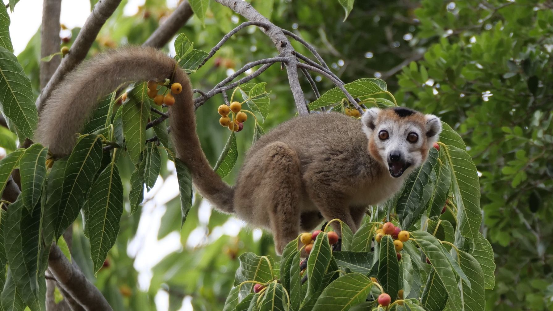 Marojejy National park in Noord Madagascar - Matoke Tours
