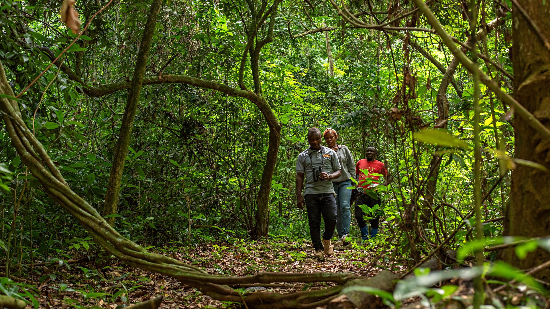 Bugoma Forest | Chimpanzee trekking in Uganda | Matoke Tours