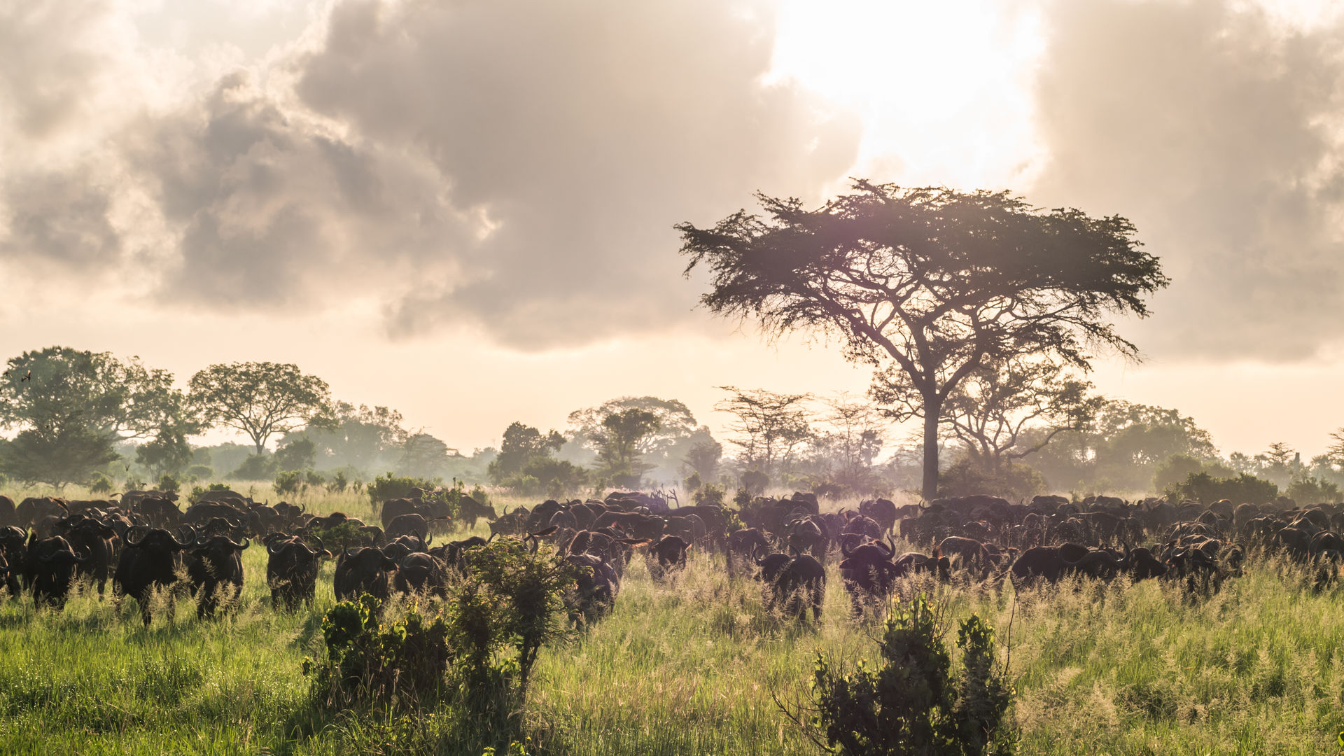 Mikumi National Park | Tanzania | Matoke Tours