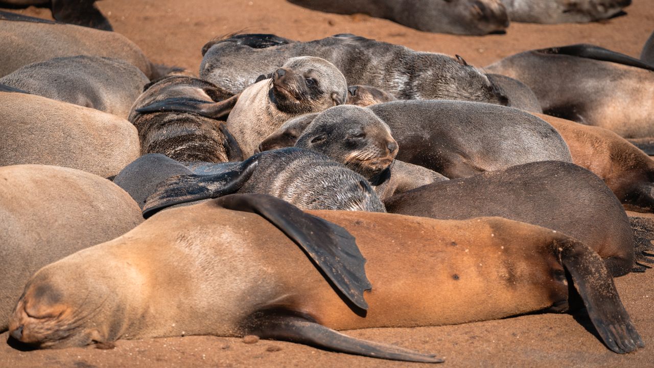 Cape Cross - de grootste zeehondenkolonie | Matoke Tours
