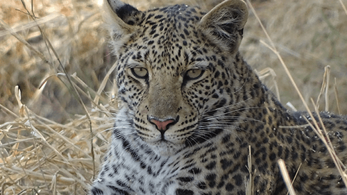 Balule - Natuurreservaat - Zuid-Afrika - Matoke Tours