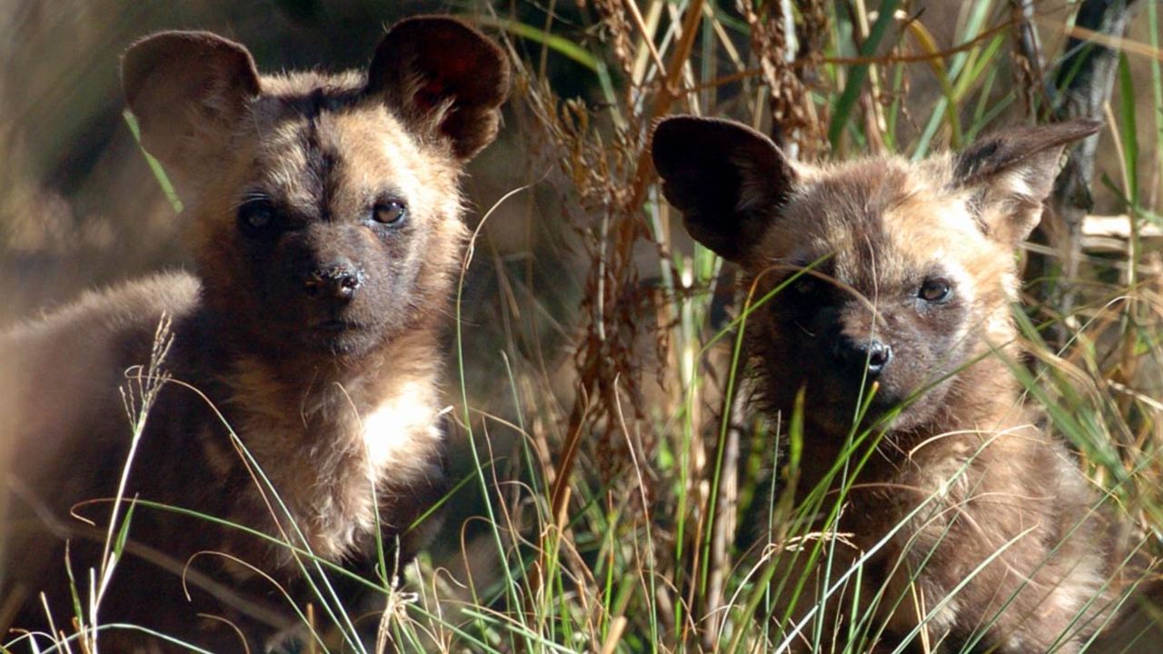 Timbavati - Natuurreservaat - Zuid-Afrika - Matoke Tours