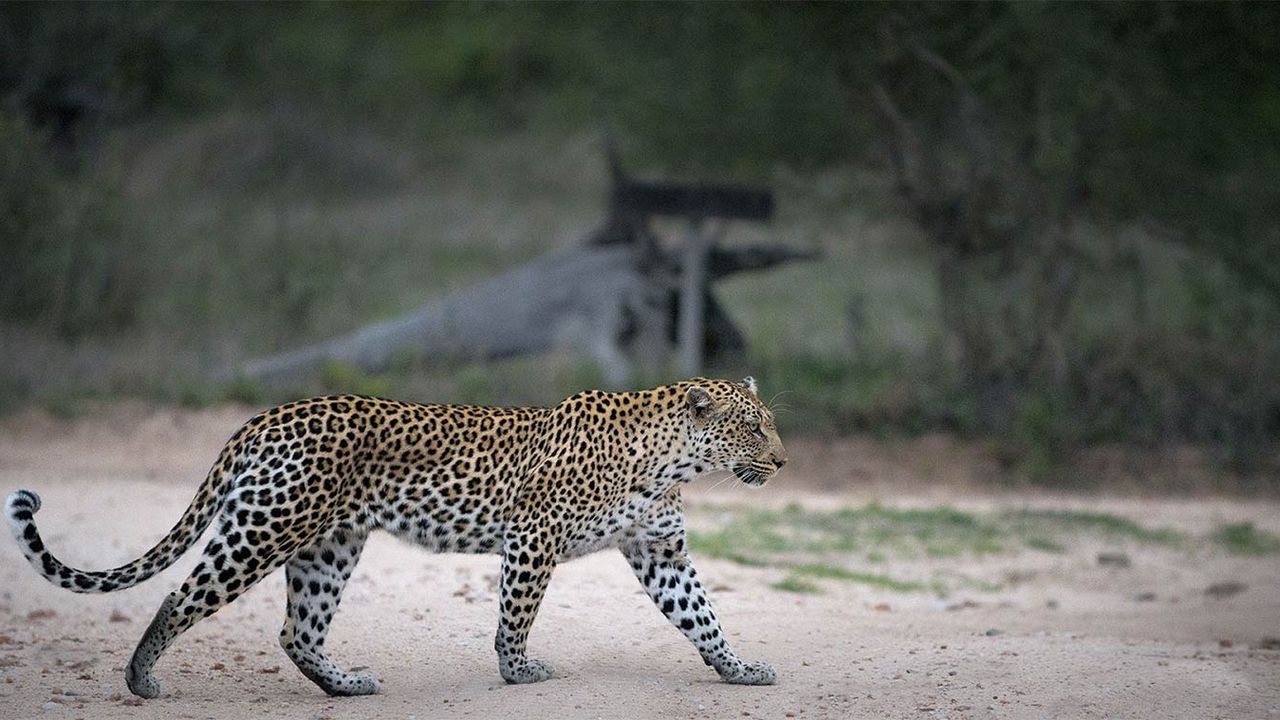 Timbavati - Natuurreservaat - Zuid-Afrika - Matoke Tours